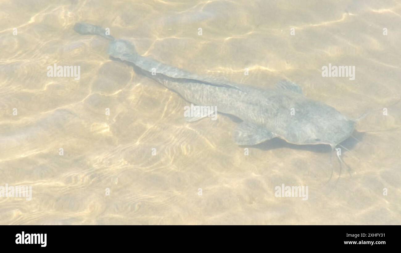 Sharptooth Catfish (Clarias gariepinus Stock Photo - Alamy