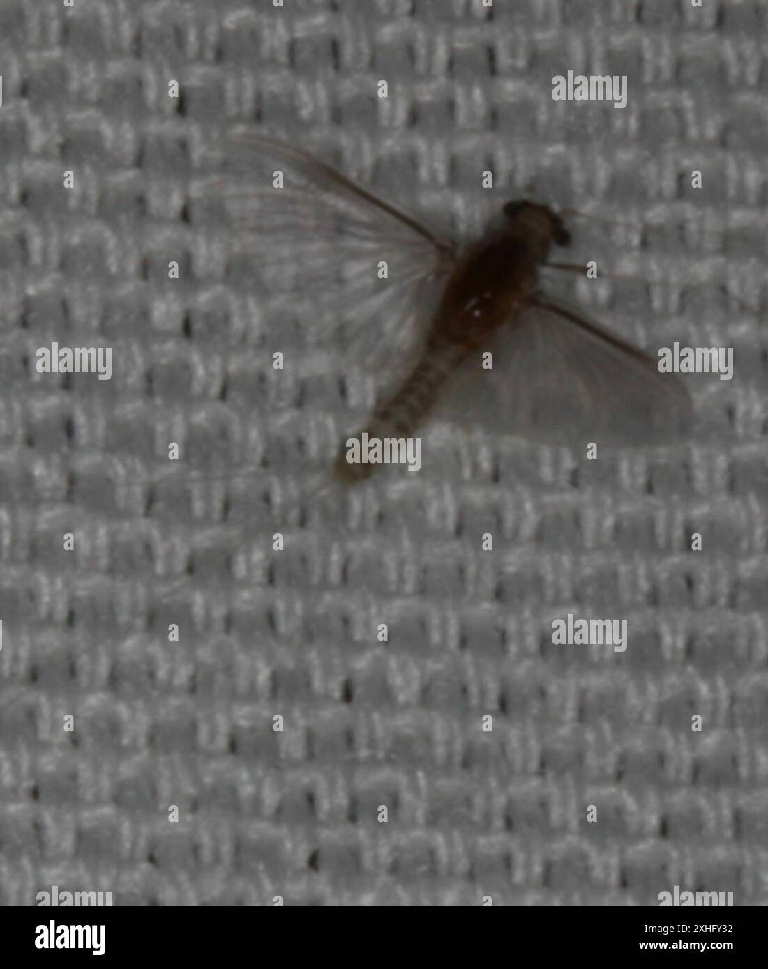 Small Square-gilled Mayflies (Caenidae Stock Photo - Alamy