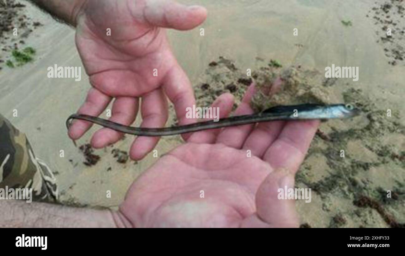 Snake Blenny (Xiphasia setifer Stock Photo - Alamy