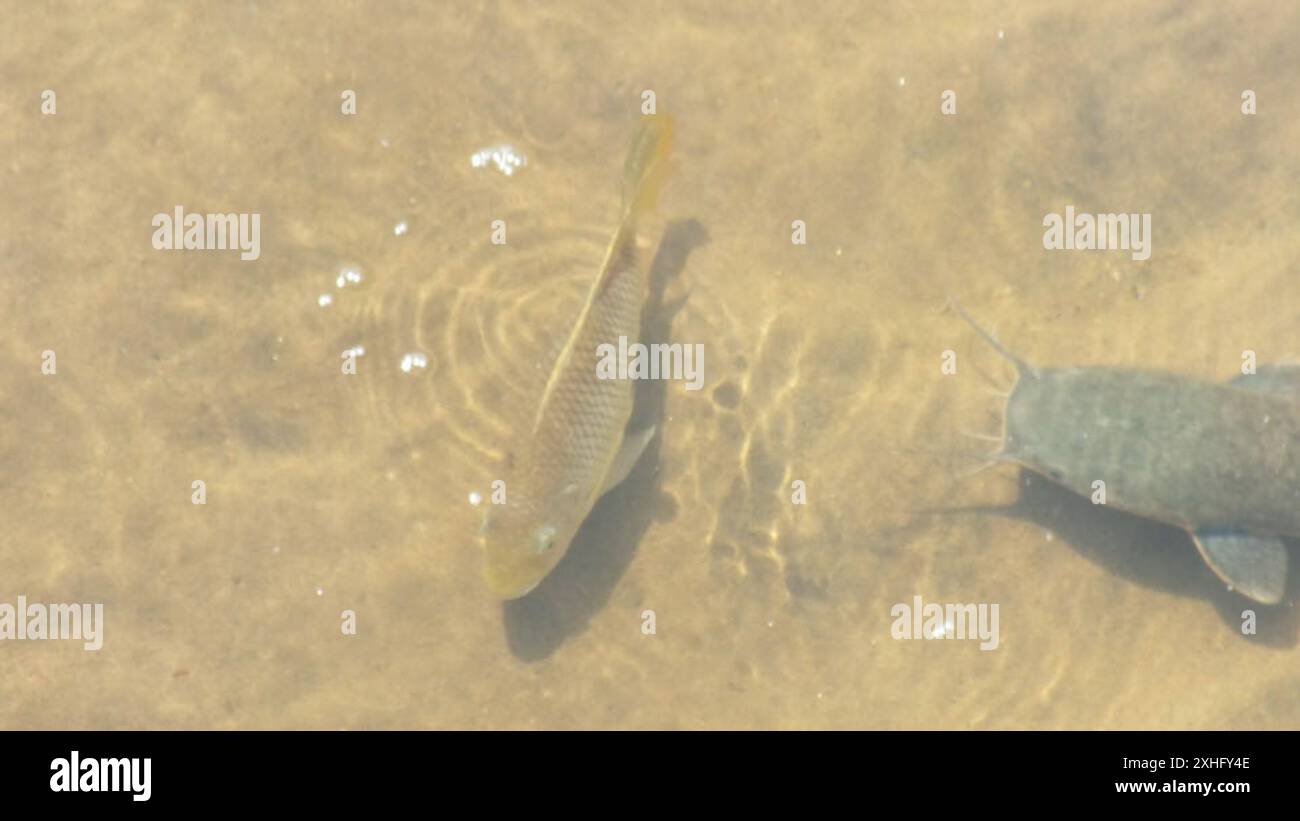 Redbreast Tilapia (Coptodon rendalli Stock Photo - Alamy