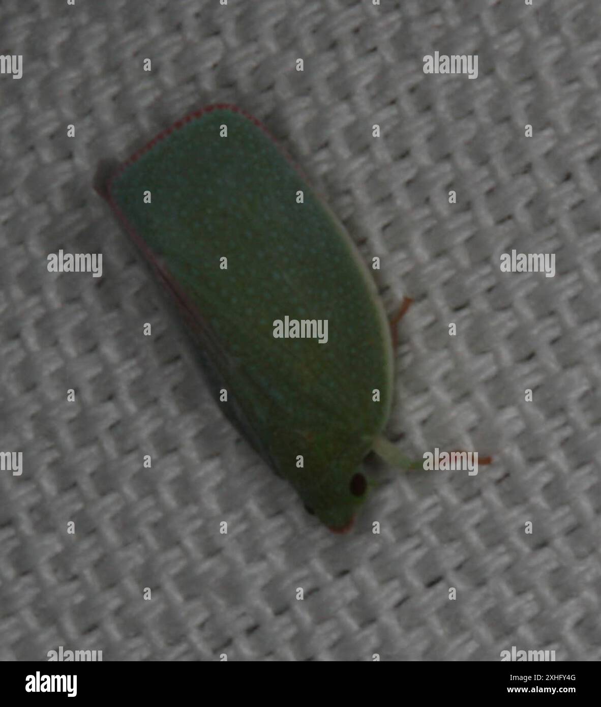 Torpedo Bug (Siphanta acuta Stock Photo - Alamy