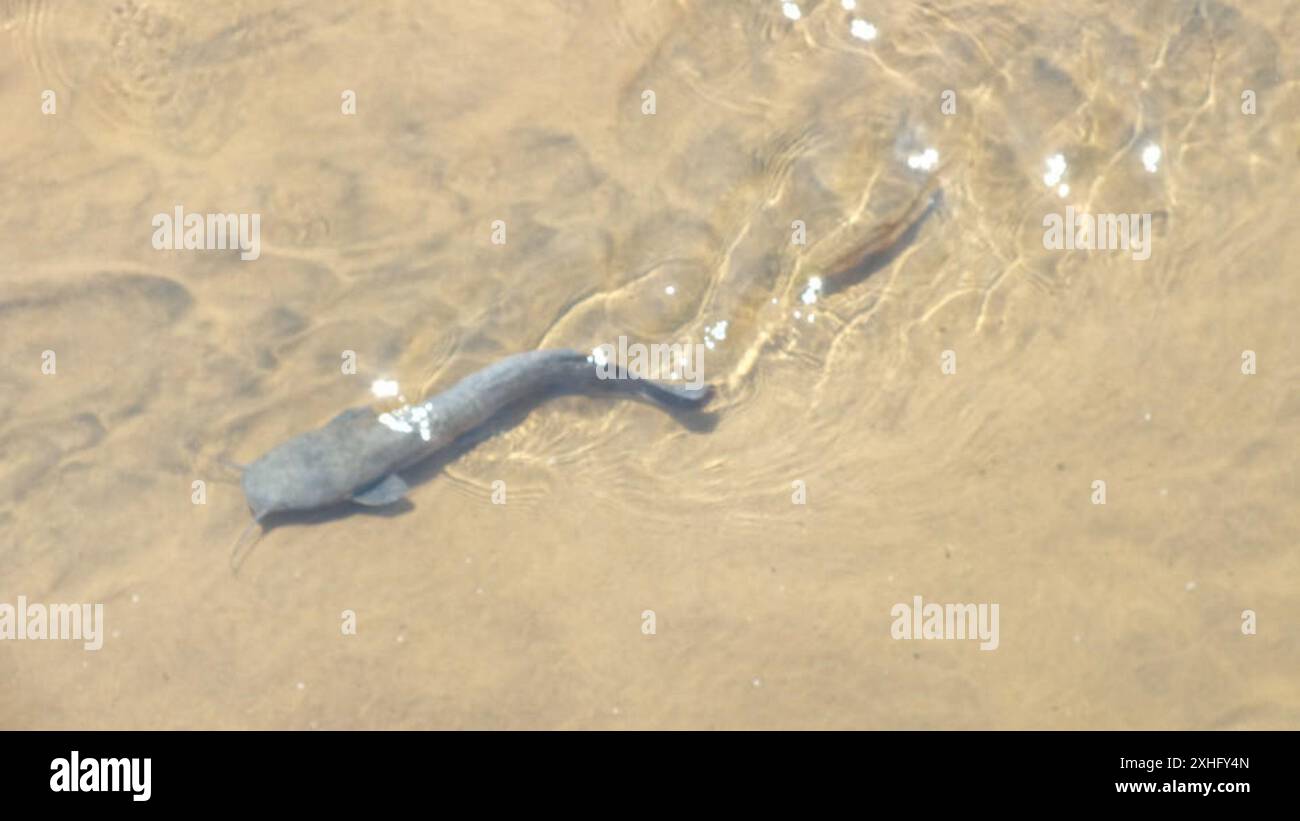 Sharptooth Catfish (Clarias gariepinus Stock Photo - Alamy