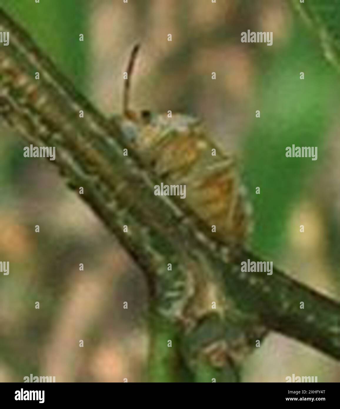 Variegated Coffee Bugs (Antestiopsis Stock Photo - Alamy