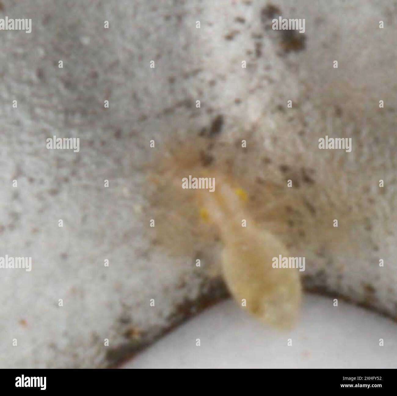 Barklice, Booklice, and Parasitic Lice (Psocodea Stock Photo - Alamy