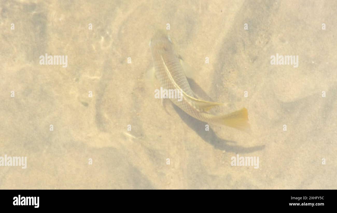 Redbreast Tilapia (Coptodon rendalli Stock Photo - Alamy