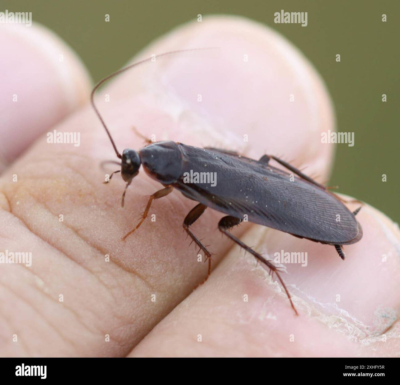 Western Wood Cockroach (Parcoblatta americana Stock Photo - Alamy