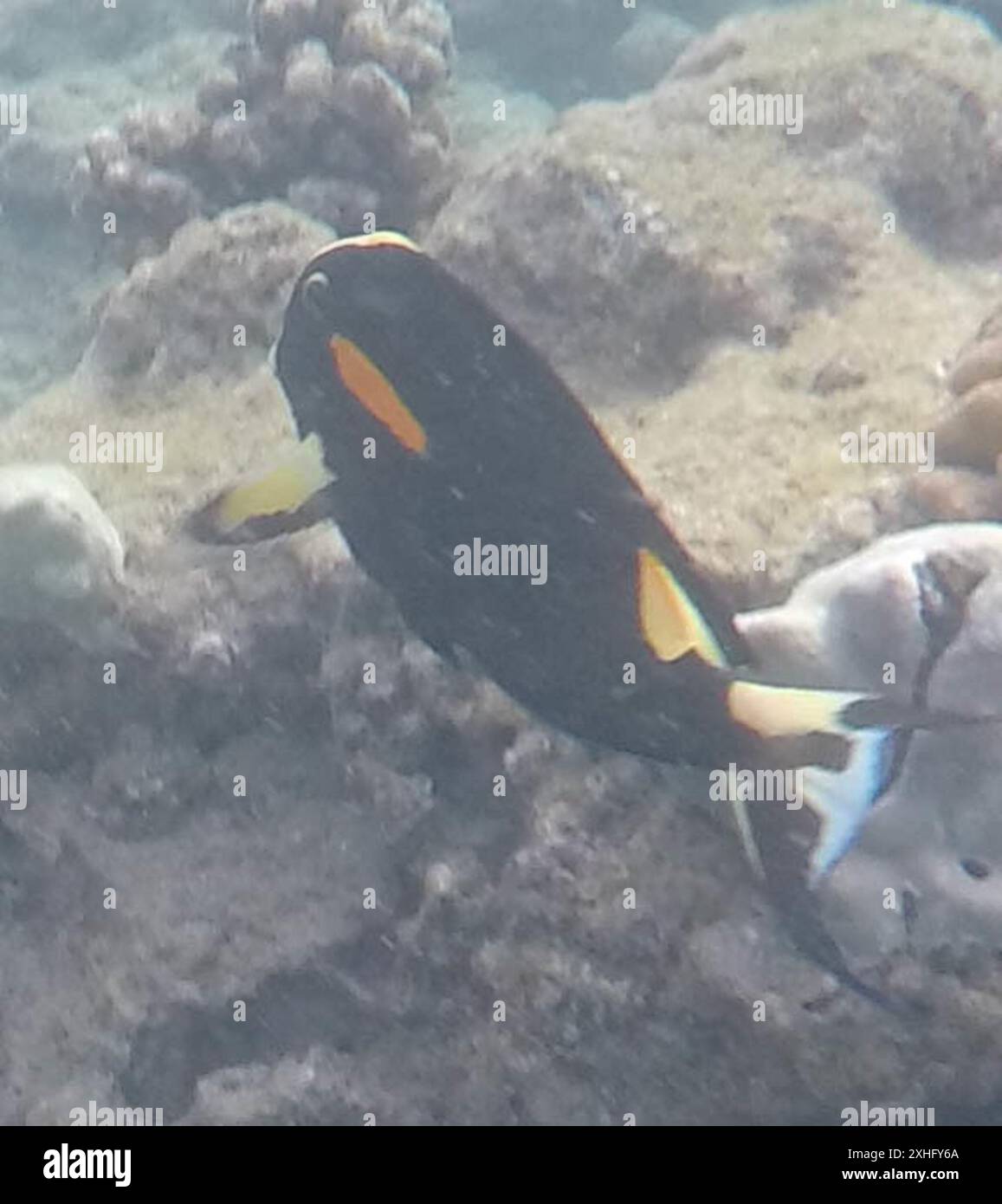 Orangeblotch Surgeonfish (Acanthurus olivaceus Stock Photo - Alamy