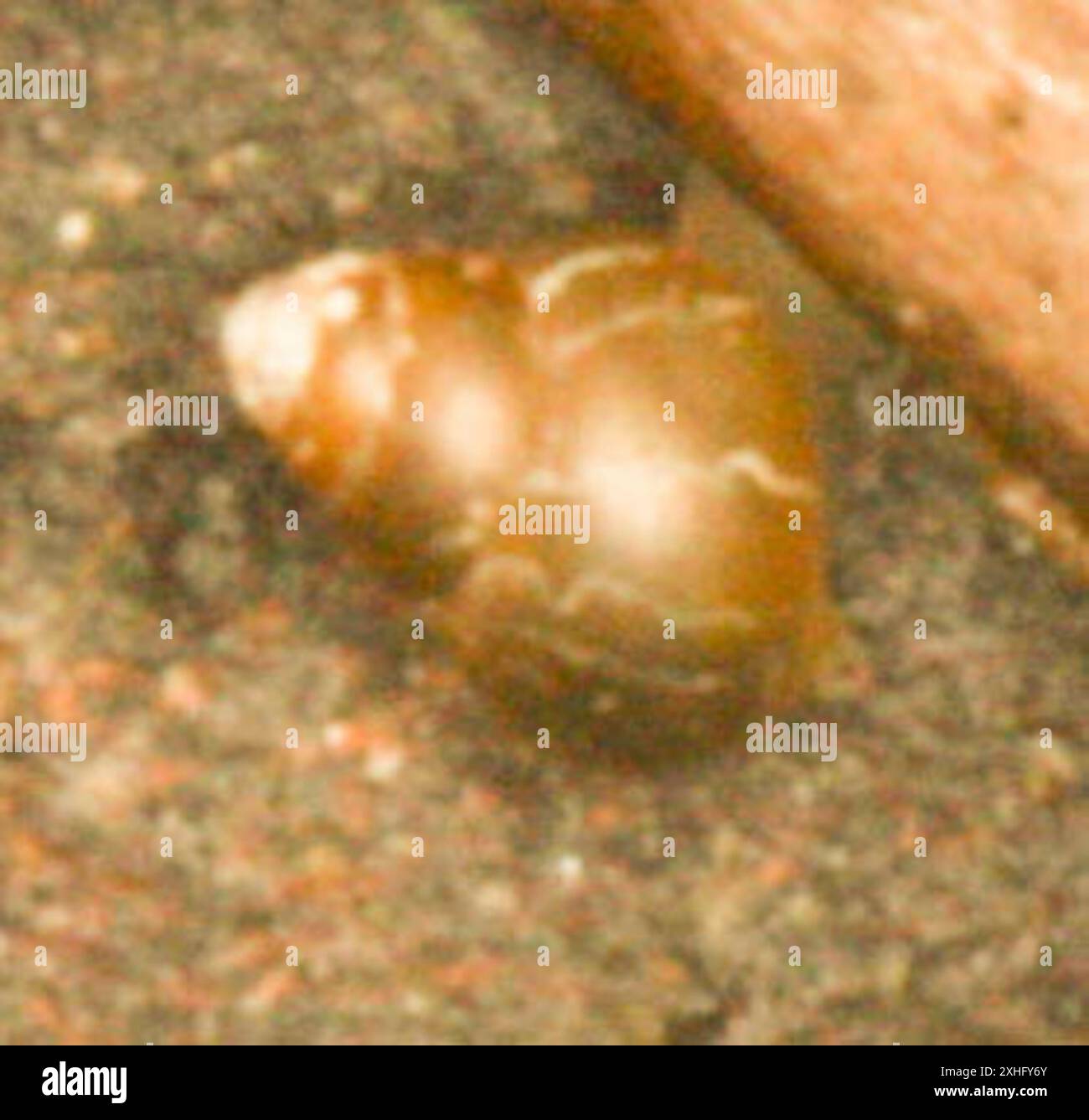 California Assiminea (Angustassiminea californica Stock Photo - Alamy