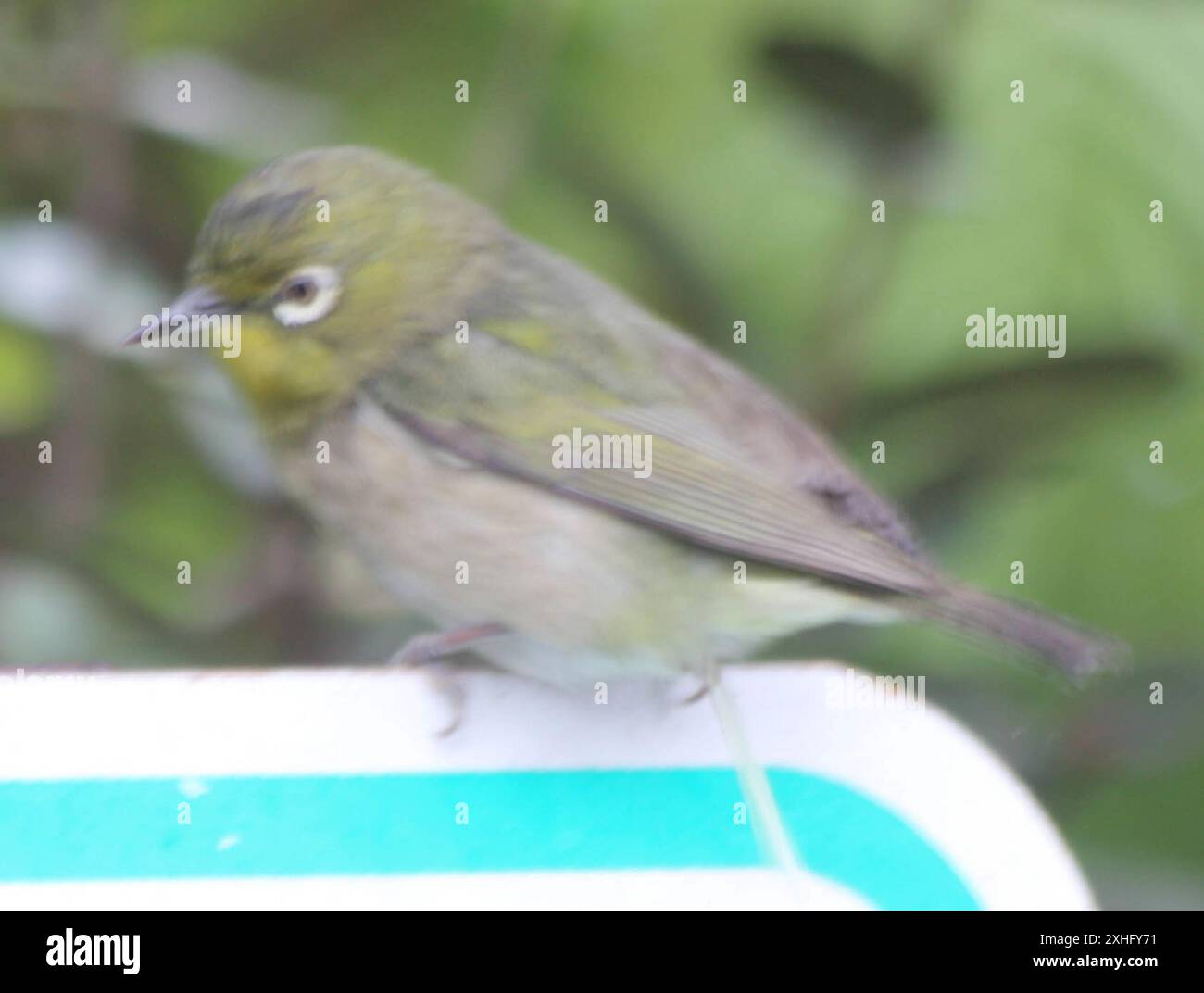 Warbling White-eye (Zosterops japonicus Stock Photo - Alamy