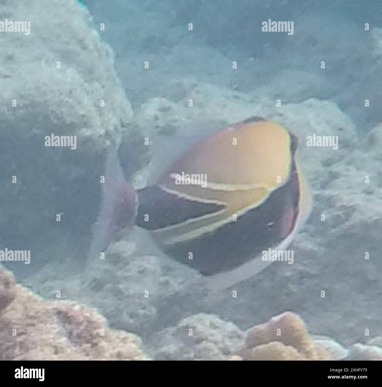 Wedgetail Triggerfish (Rhinecanthus rectangulus Stock Photo - Alamy