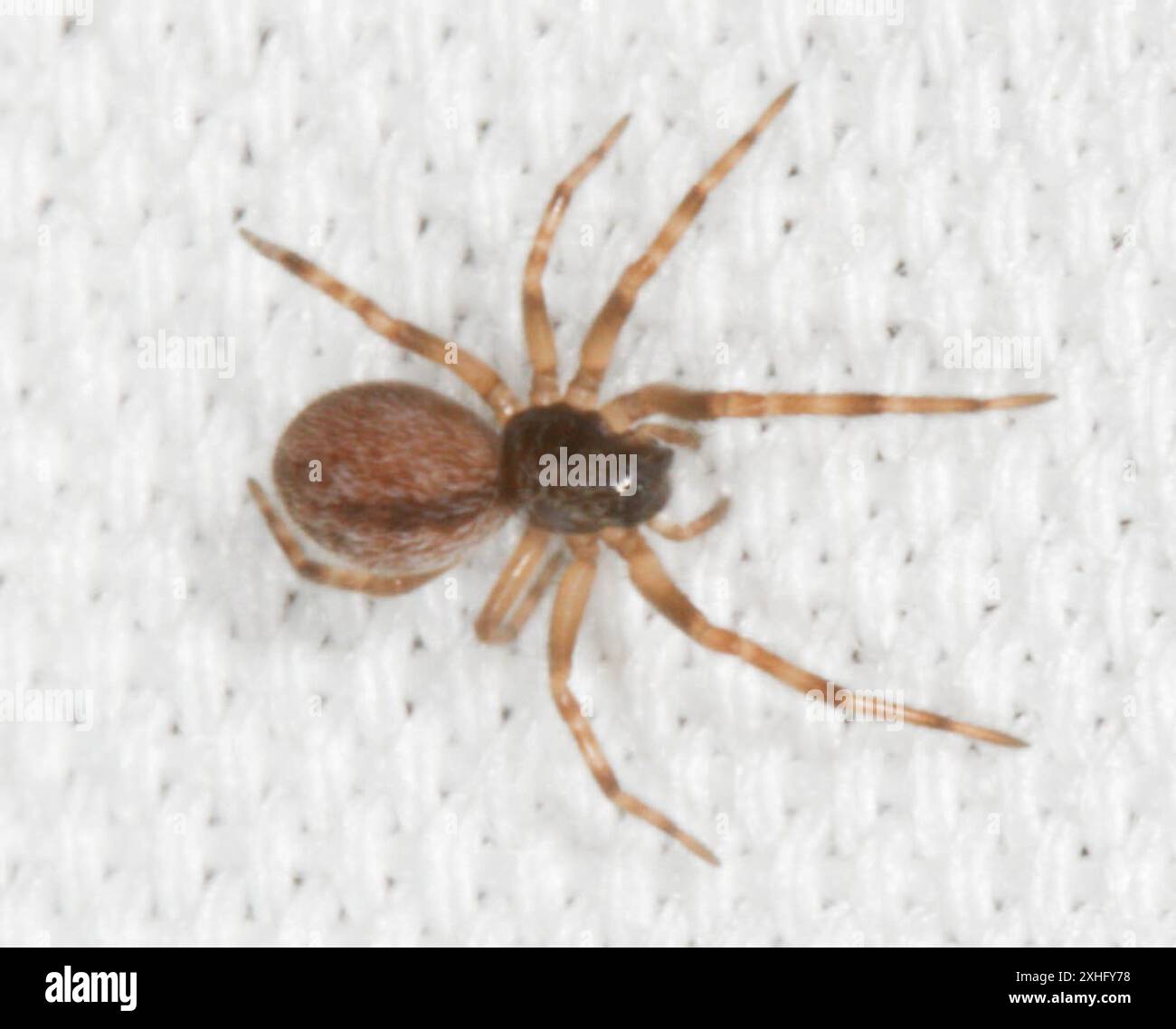 Badumna longinqua hi-res stock photography and images - Alamy