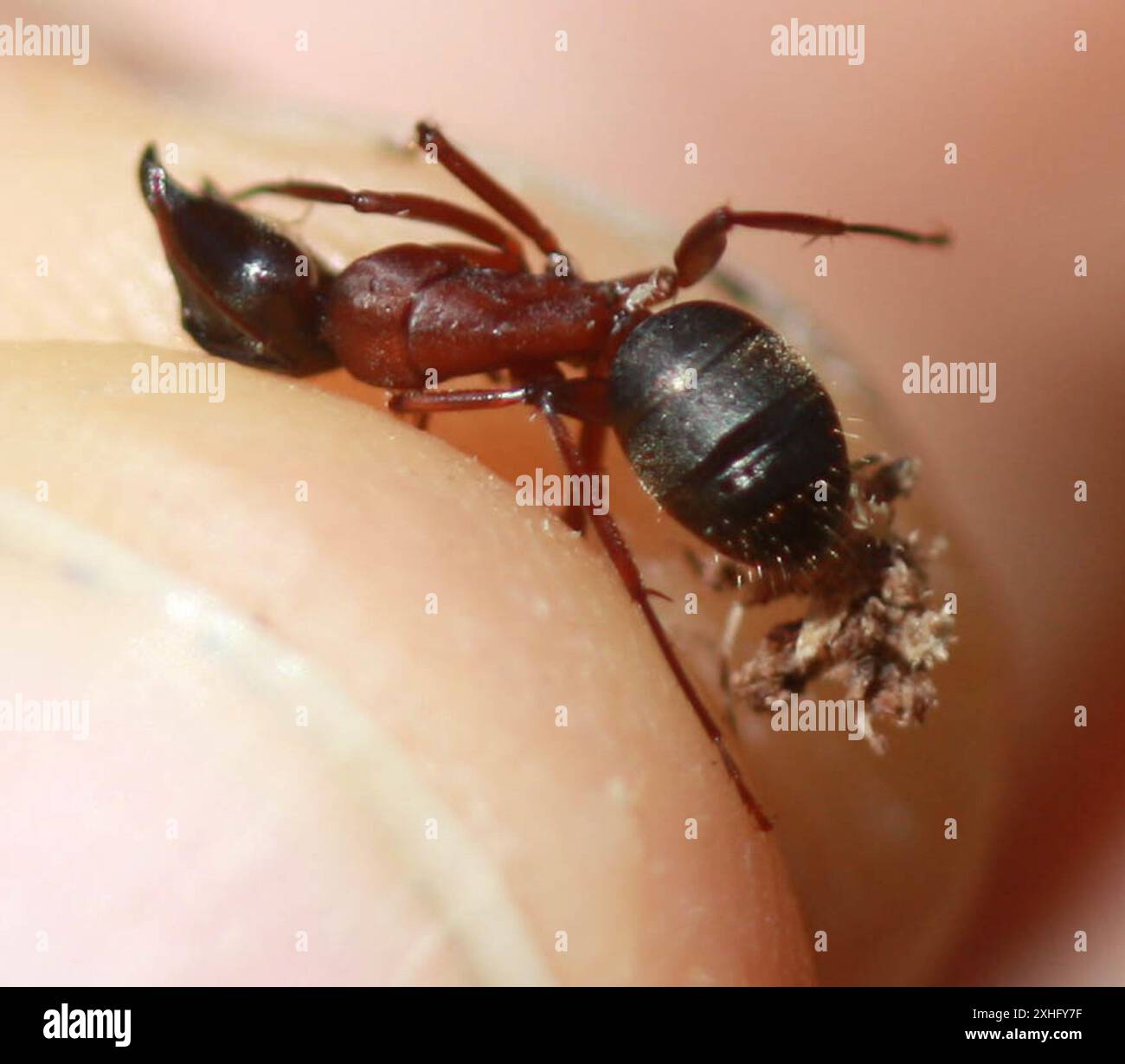 Bicolored Carpenter Ant (Camponotus vicinus Stock Photo - Alamy