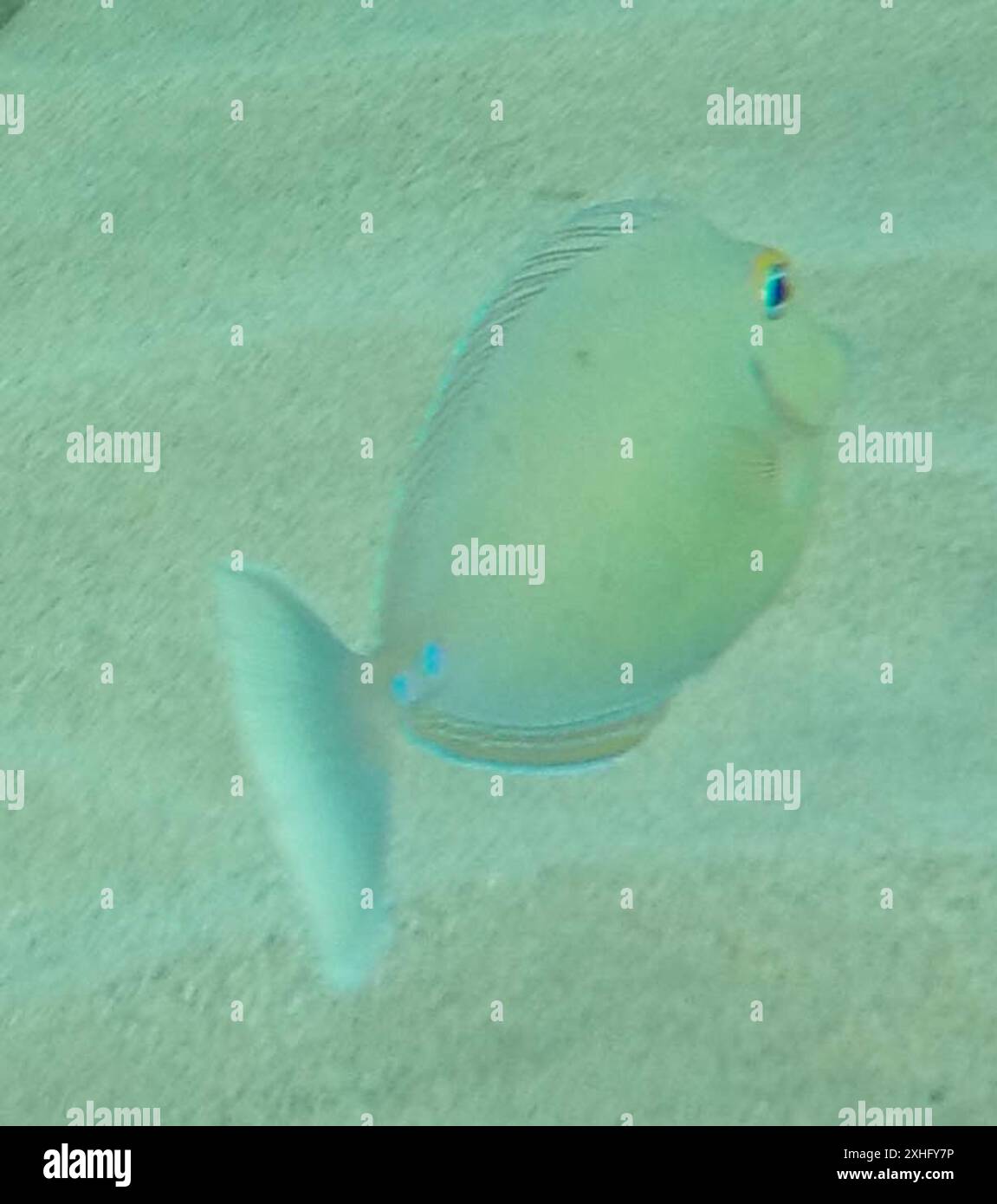 Bluespine Unicornfish (Naso unicornis Stock Photo - Alamy