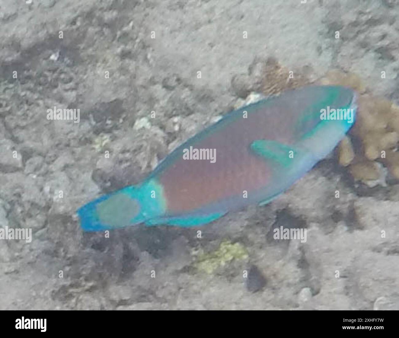 Pacific bullethead parrotfish hi-res stock photography and images - Alamy