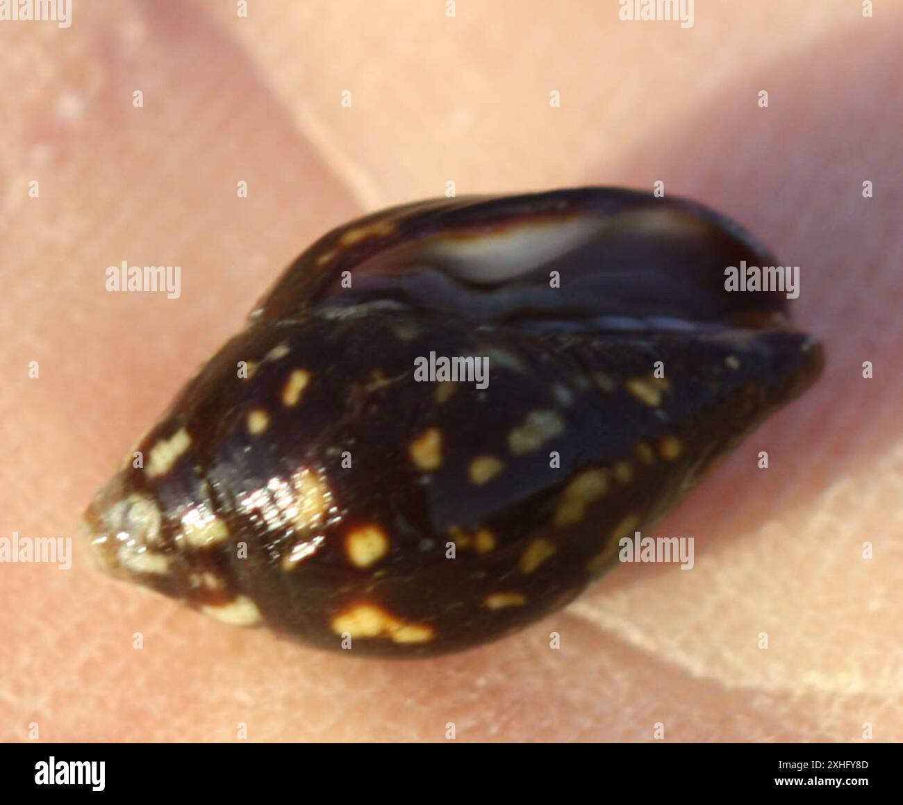 Lettered Mitre (Strigatella litterata Stock Photo - Alamy