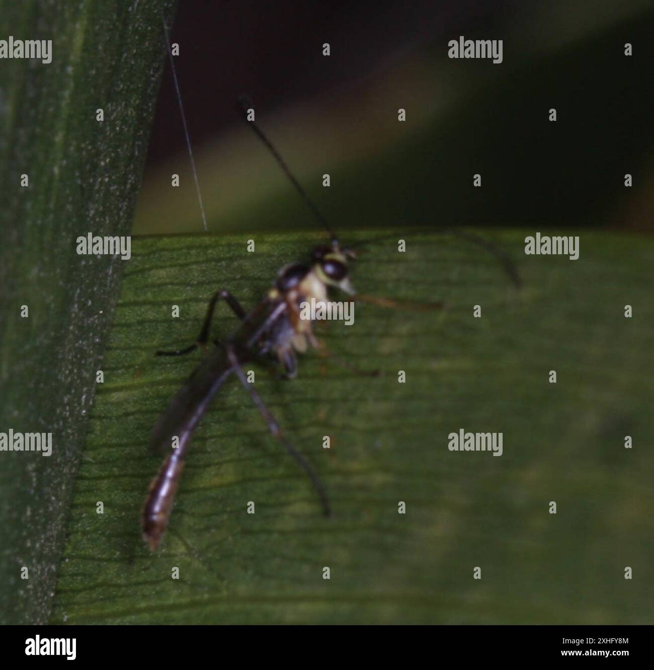Anomalon hi-res stock photography and images - Alamy