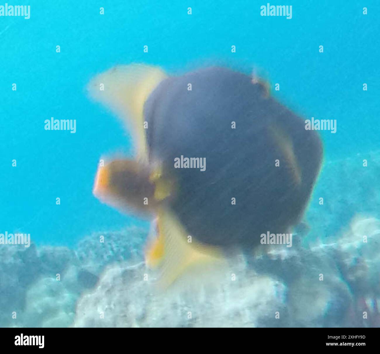 Barred Filefish (Cantherhines dumerilii Stock Photo - Alamy