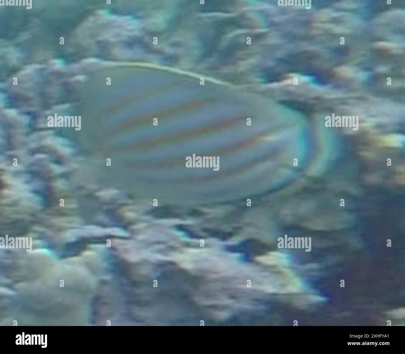 Chaetodon ornatissimus hi-res stock photography and images - Alamy