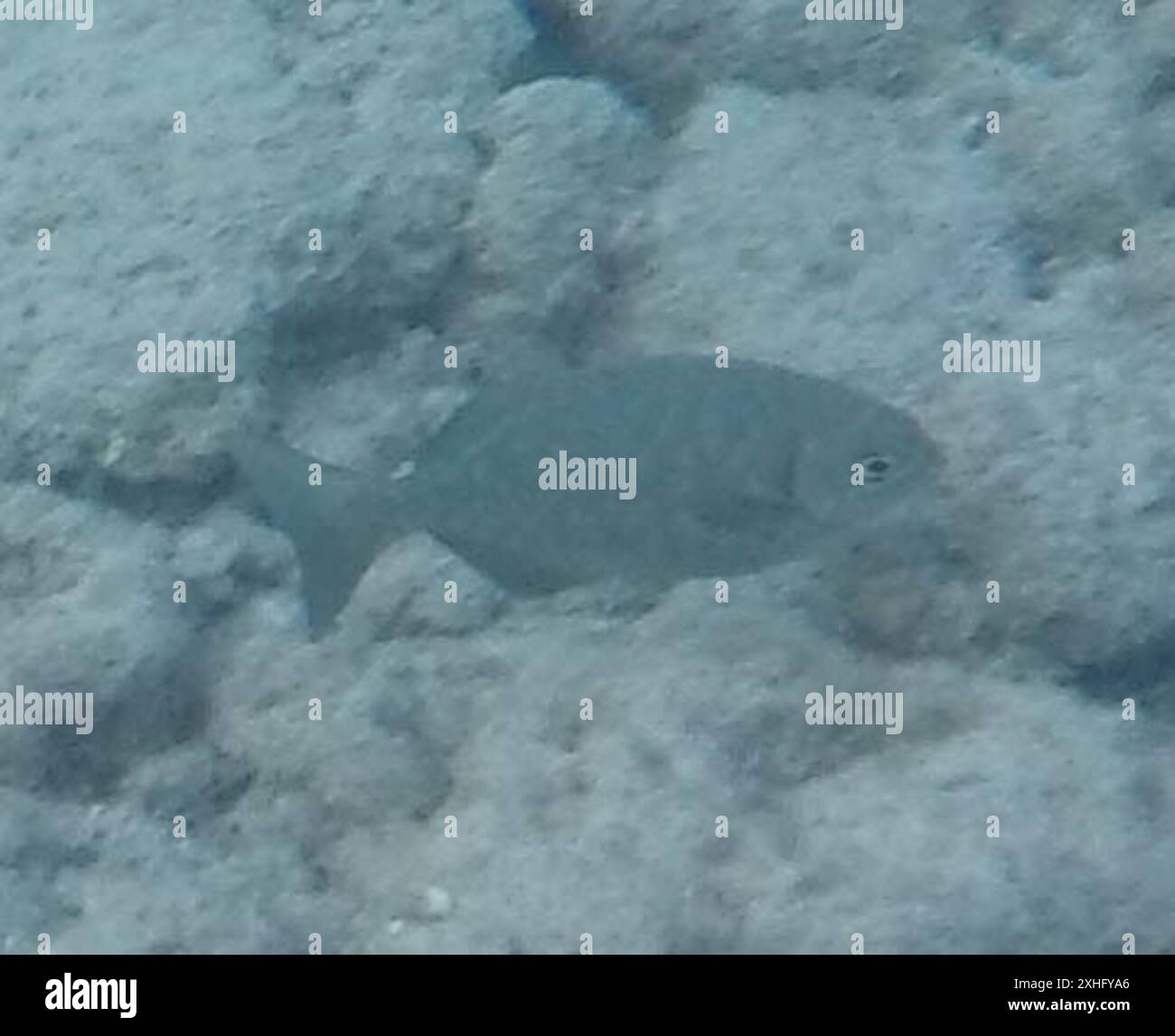 Kyphosidae hi-res stock photography and images - Alamy