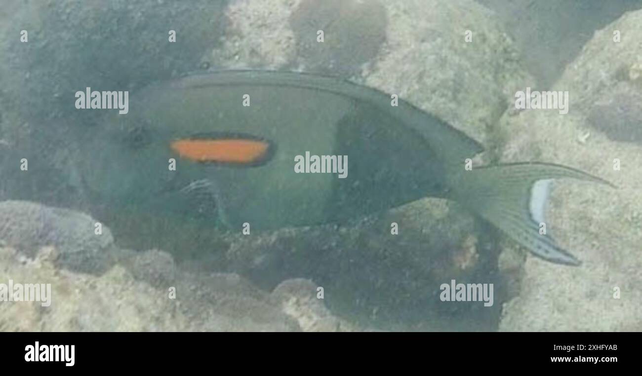 Orangeblotch Surgeonfish (Acanthurus olivaceus Stock Photo - Alamy