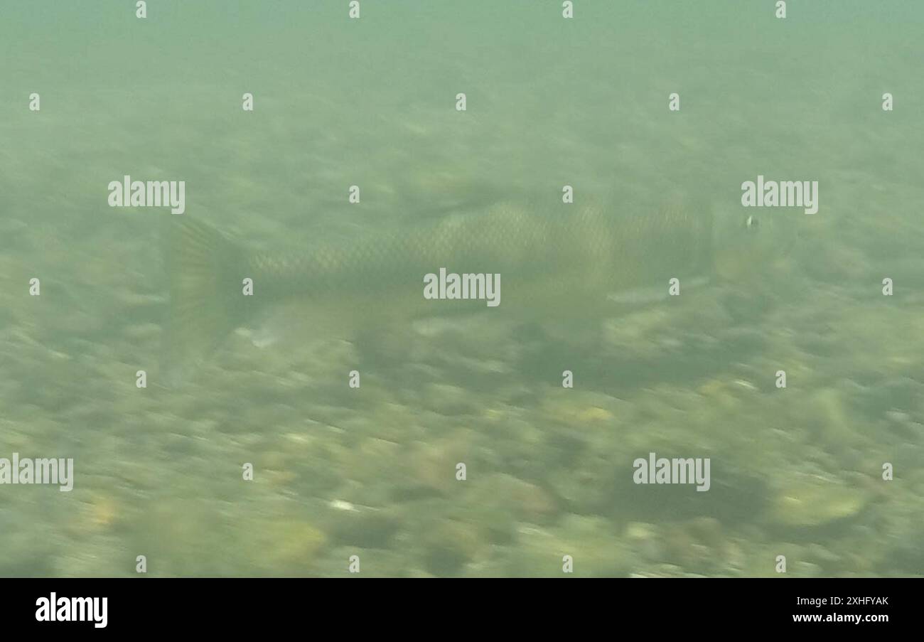 Sacramento Sucker (Catostomus occidentalis Stock Photo - Alamy