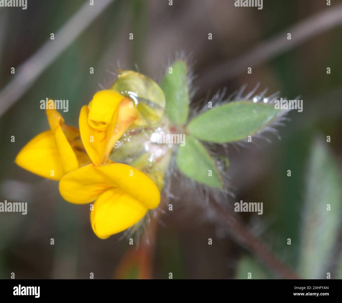 Showy Rattlebox (Crotalaria spectabilis Stock Photo - Alamy