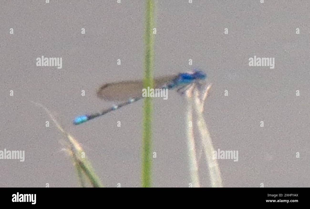 Argia sedula hi-res stock photography and images - Alamy