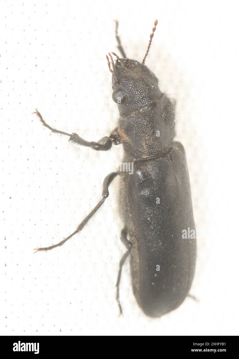 Polycaon hi-res stock photography and images - Alamy