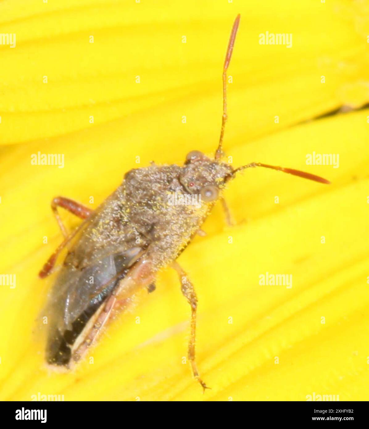 Scentless Plant Bugs (Rhopalidae Stock Photo - Alamy