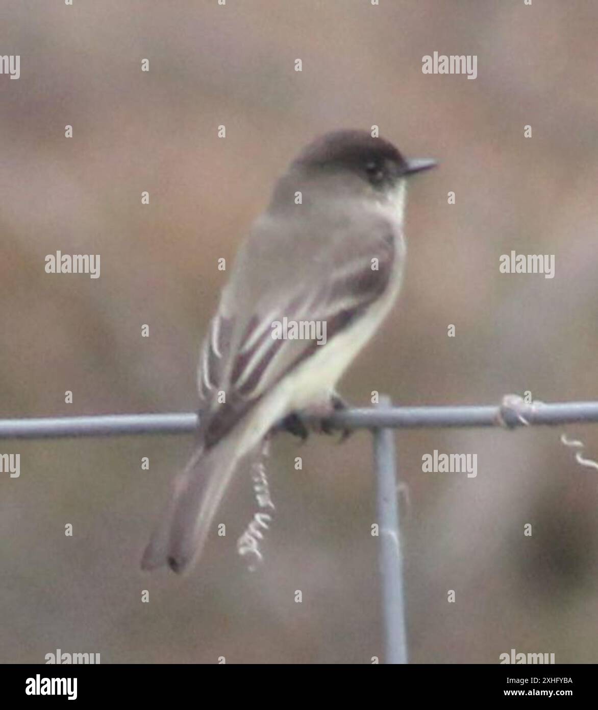 Eastern Phoebe (Sayornis phoebe Stock Photo - Alamy