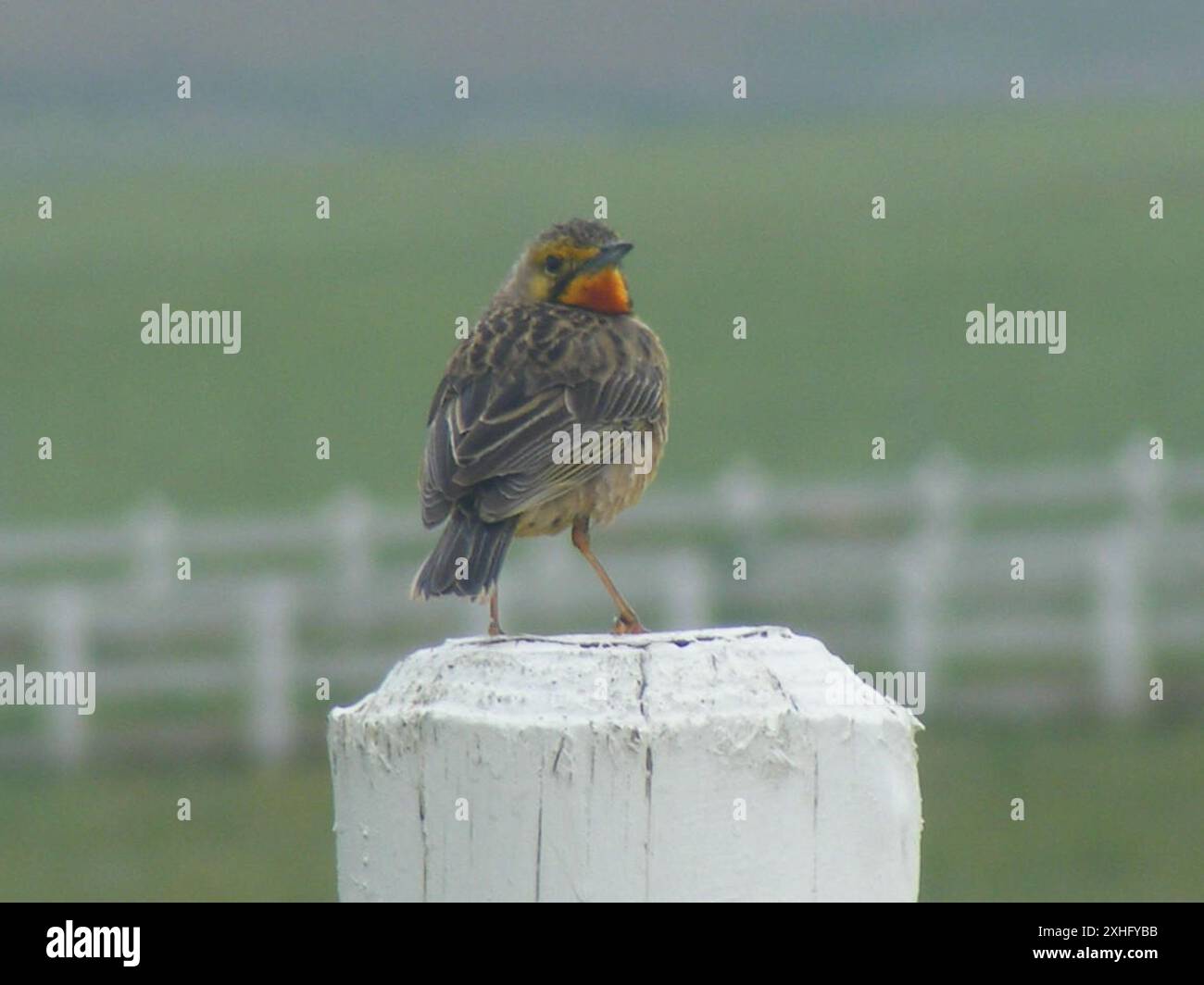Grassveld Cape Longclaw (Macronyx capensis colletti Stock Photo - Alamy