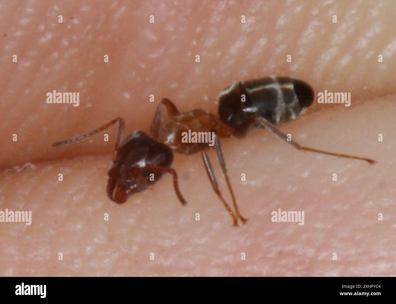 Western Velvety Tree Ant (Liometopum occidentale Stock Photo - Alamy