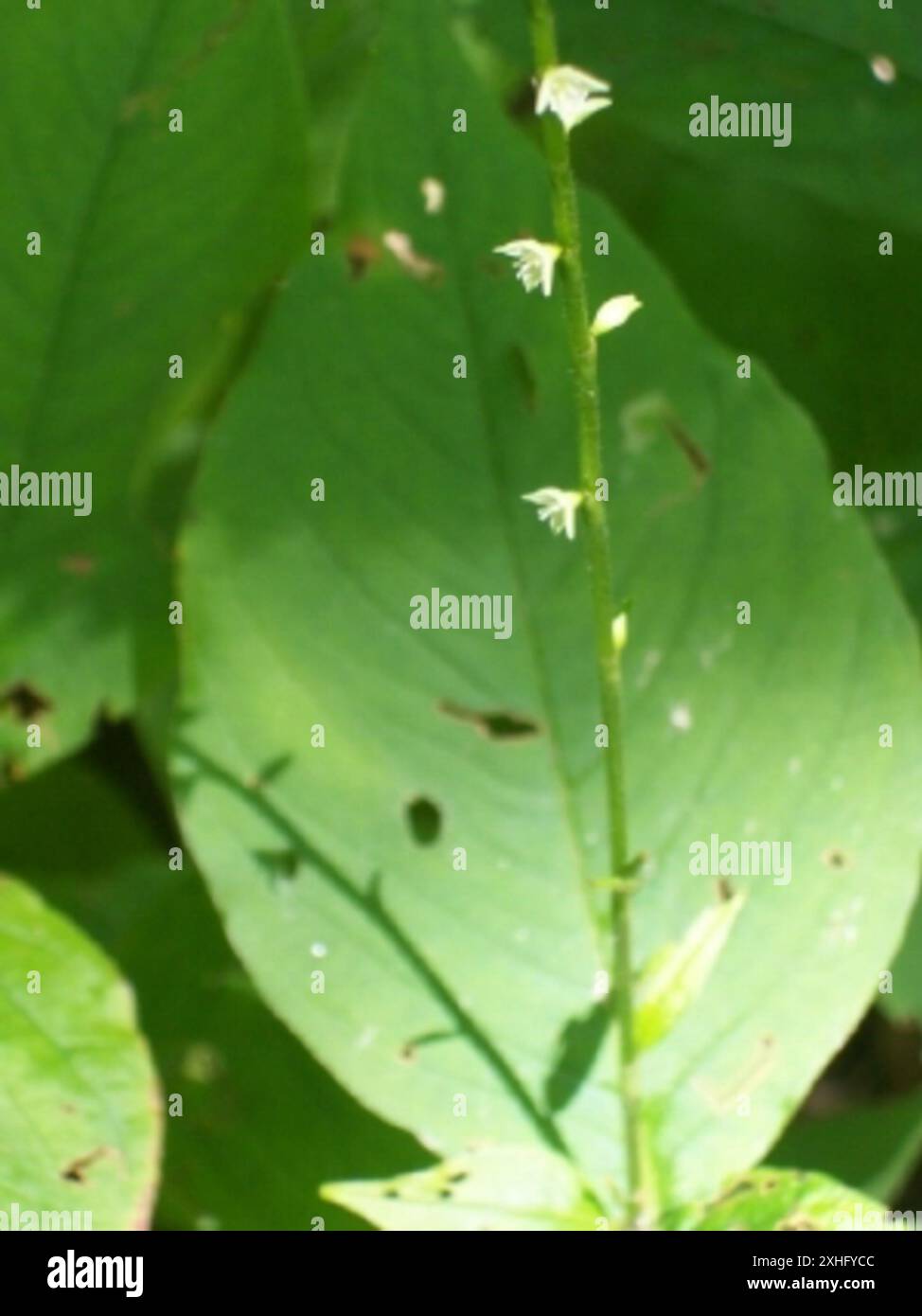 American jumpseed (Persicaria virginiana Stock Photo - Alamy