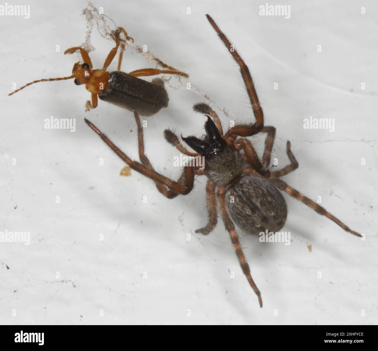 Badumna spider hi-res stock photography and images - Alamy