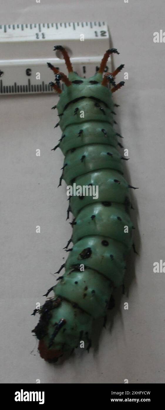 Regal Moth (Citheronia regalis Stock Photo - Alamy