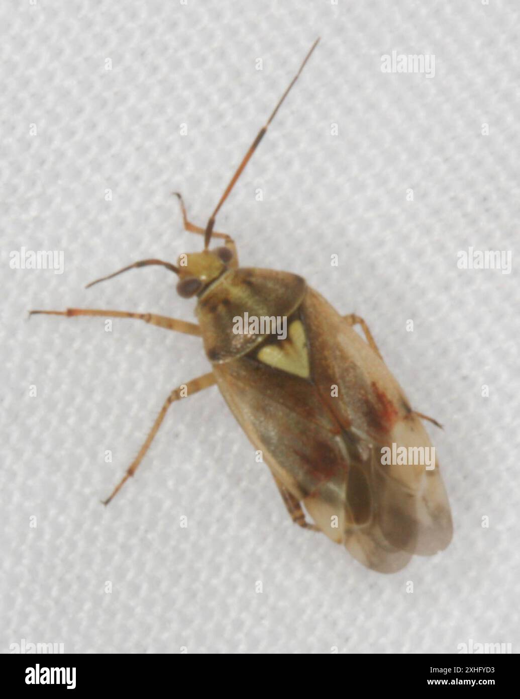Lygus Bugs (Lygus Stock Photo - Alamy