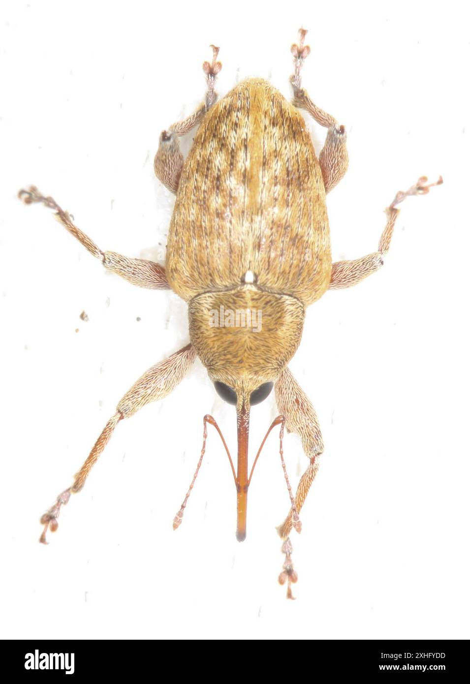 Nut weevils Cut Out Stock Images & Pictures - Alamy