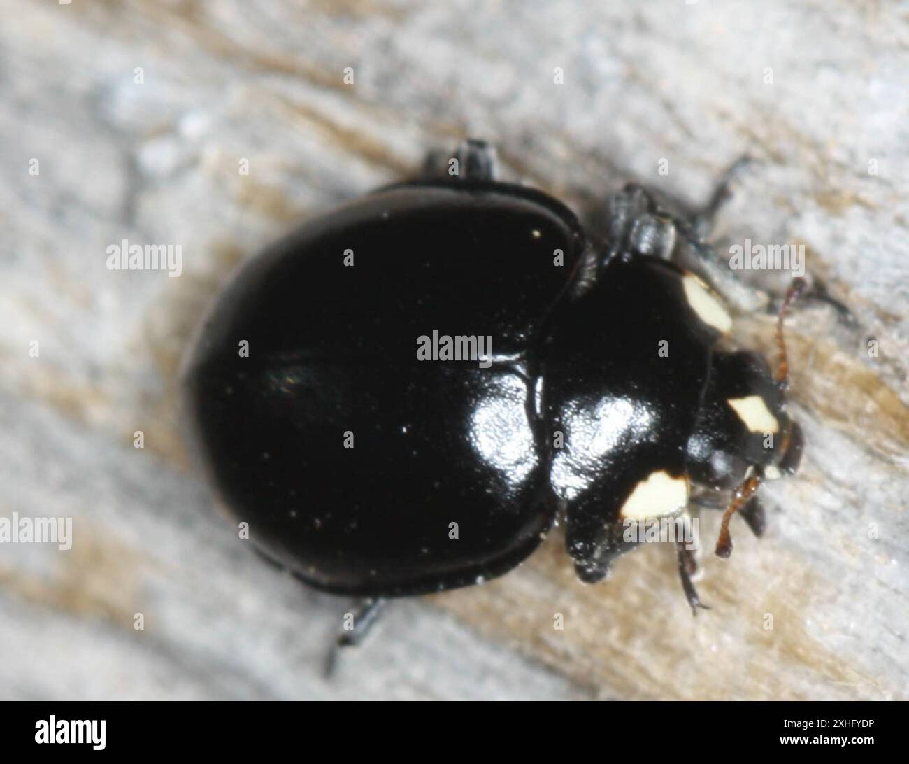 Sorrowful Lady Beetle (Hippodamia moesta moesta Stock Photo - Alamy