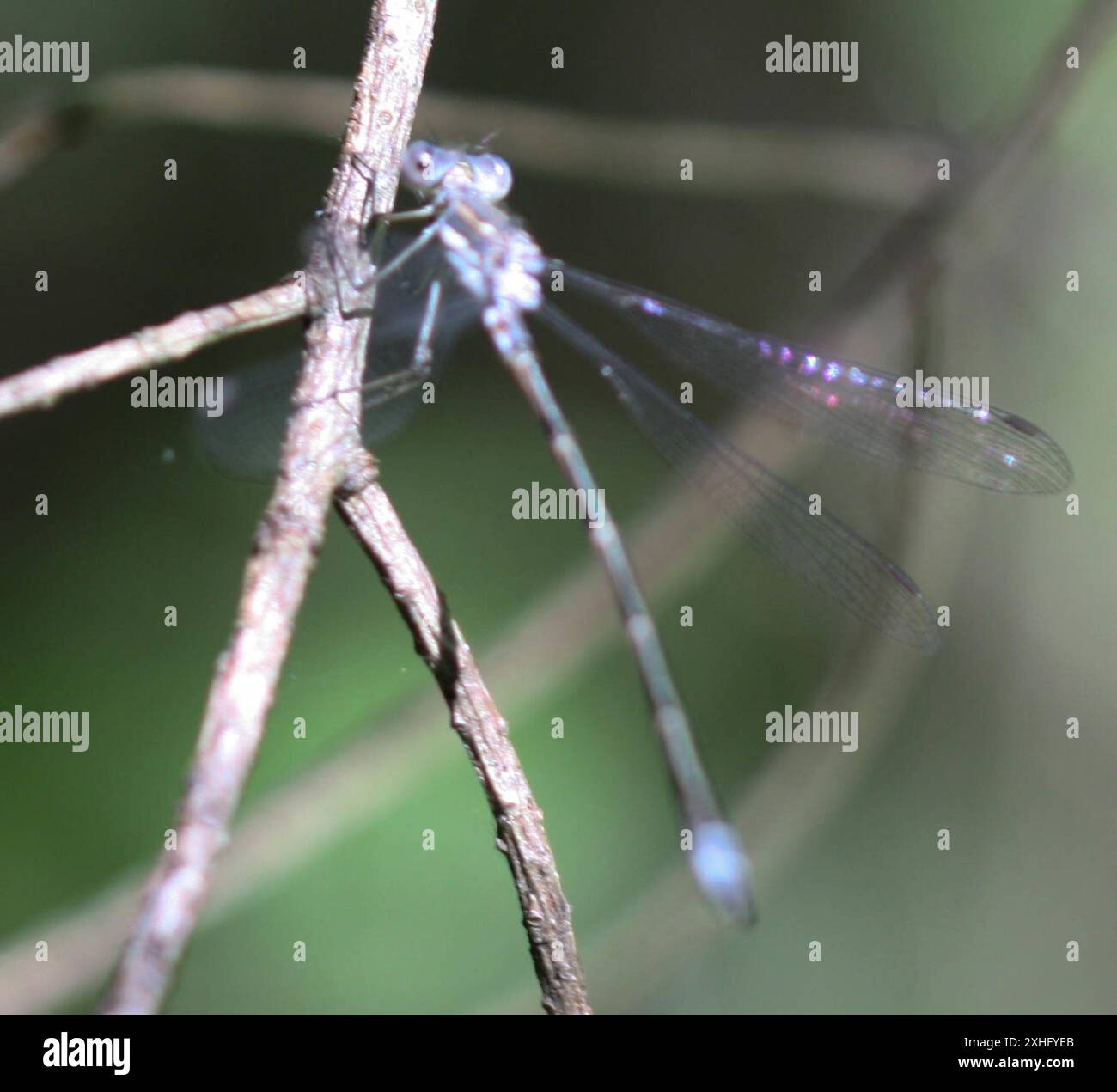 Spotted Spreadwing (Lestes congener Stock Photo - Alamy