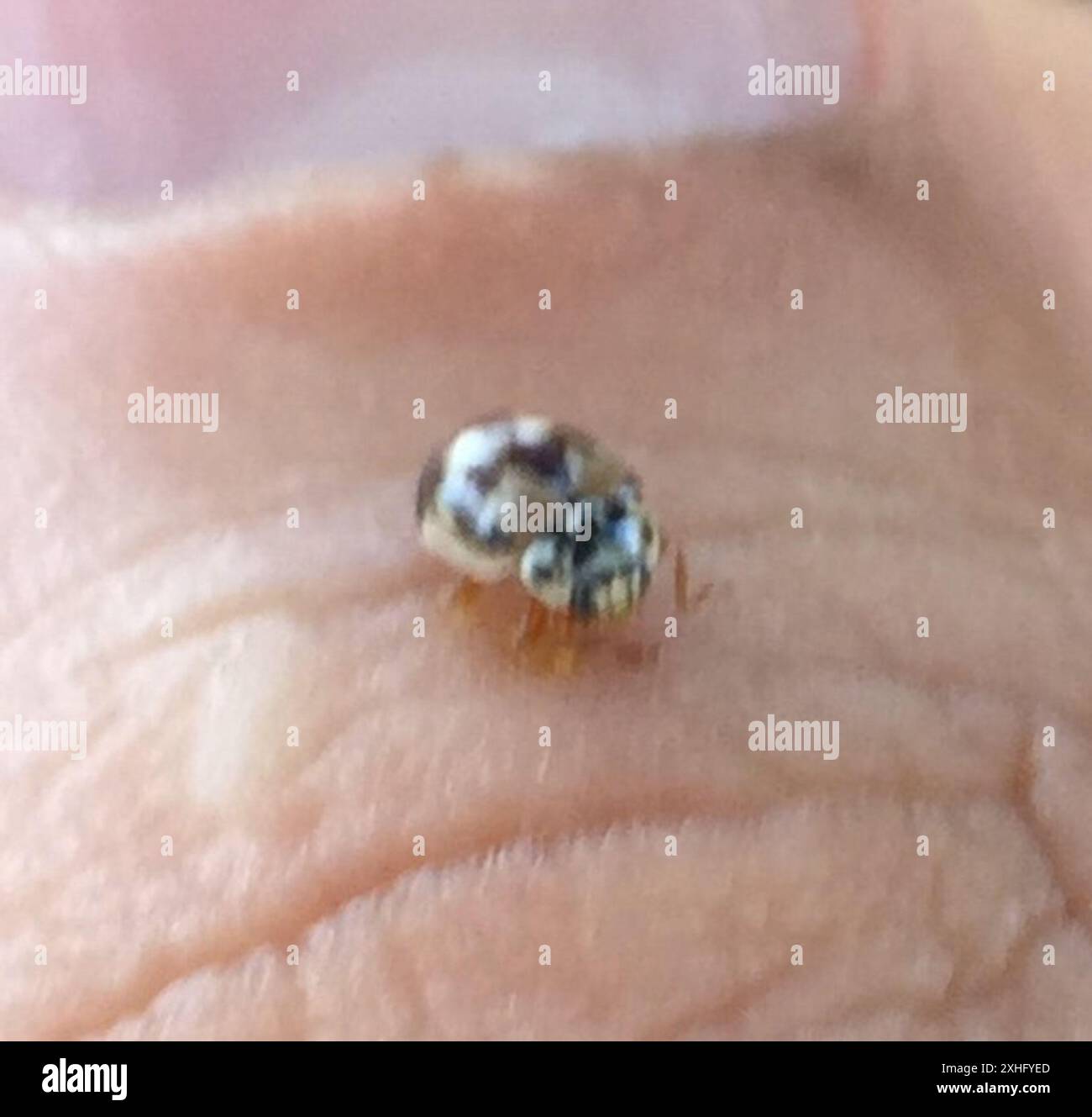 Painted Ladybird (Mulsantina picta Stock Photo - Alamy