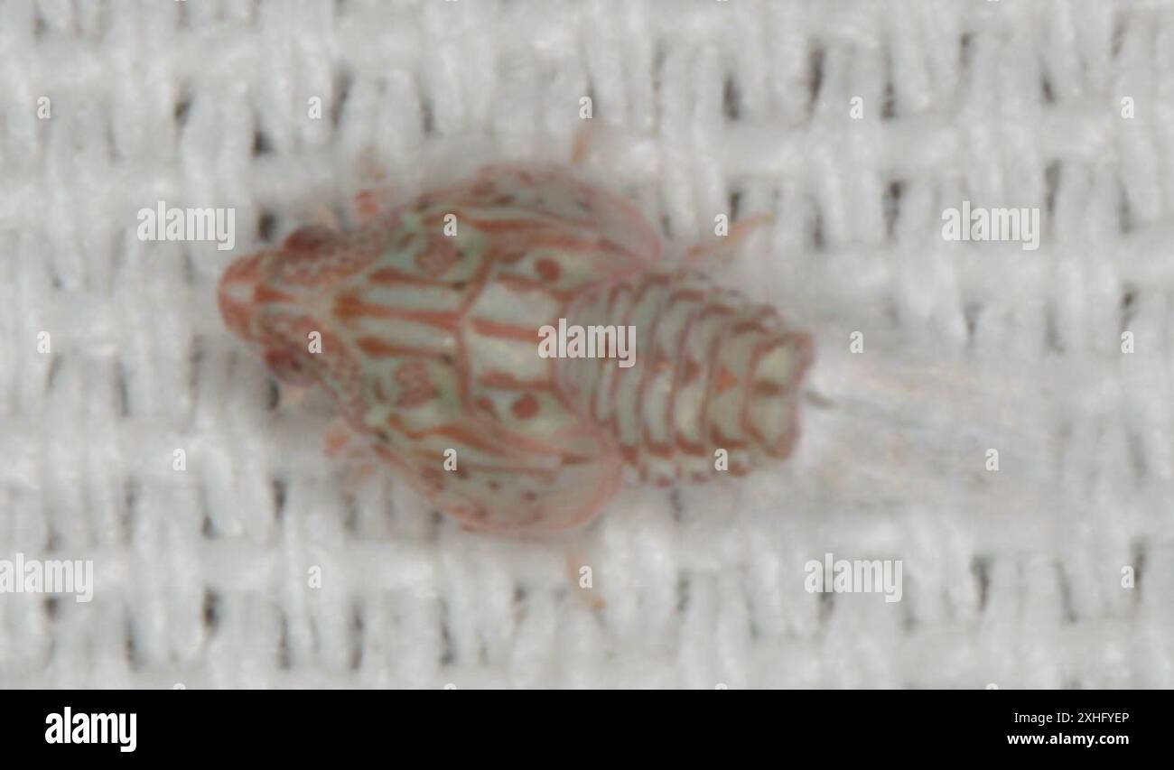 Torpedo Bug (Siphanta acuta Stock Photo - Alamy