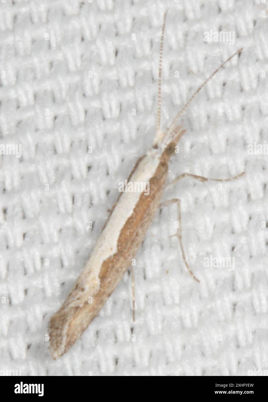 Diamondback Moth (Plutella xylostella Stock Photo - Alamy