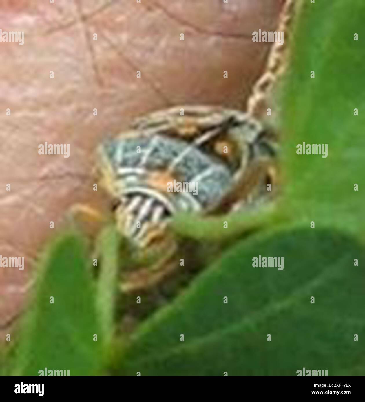 Variegated Coffee Bugs (Antestiopsis Stock Photo - Alamy
