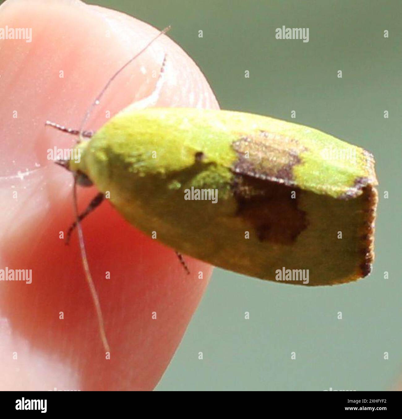 Spiny bollworm hi-res stock photography and images - Alamy