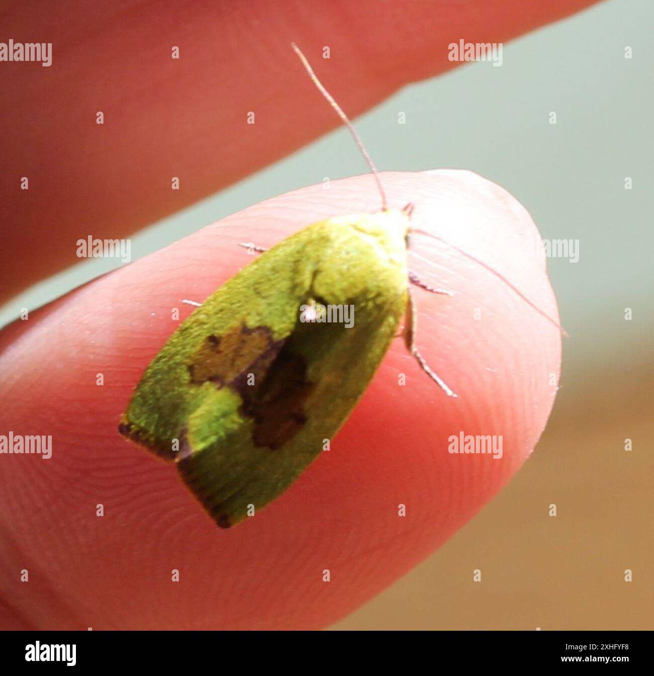 Spiny bollworm hi-res stock photography and images - Alamy