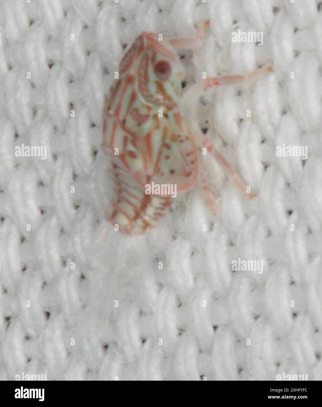 Torpedo Bug (Siphanta acuta Stock Photo - Alamy