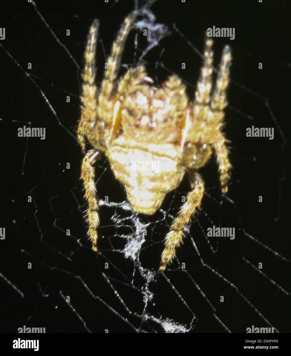 Bark Spiders (Caerostris Stock Photo - Alamy