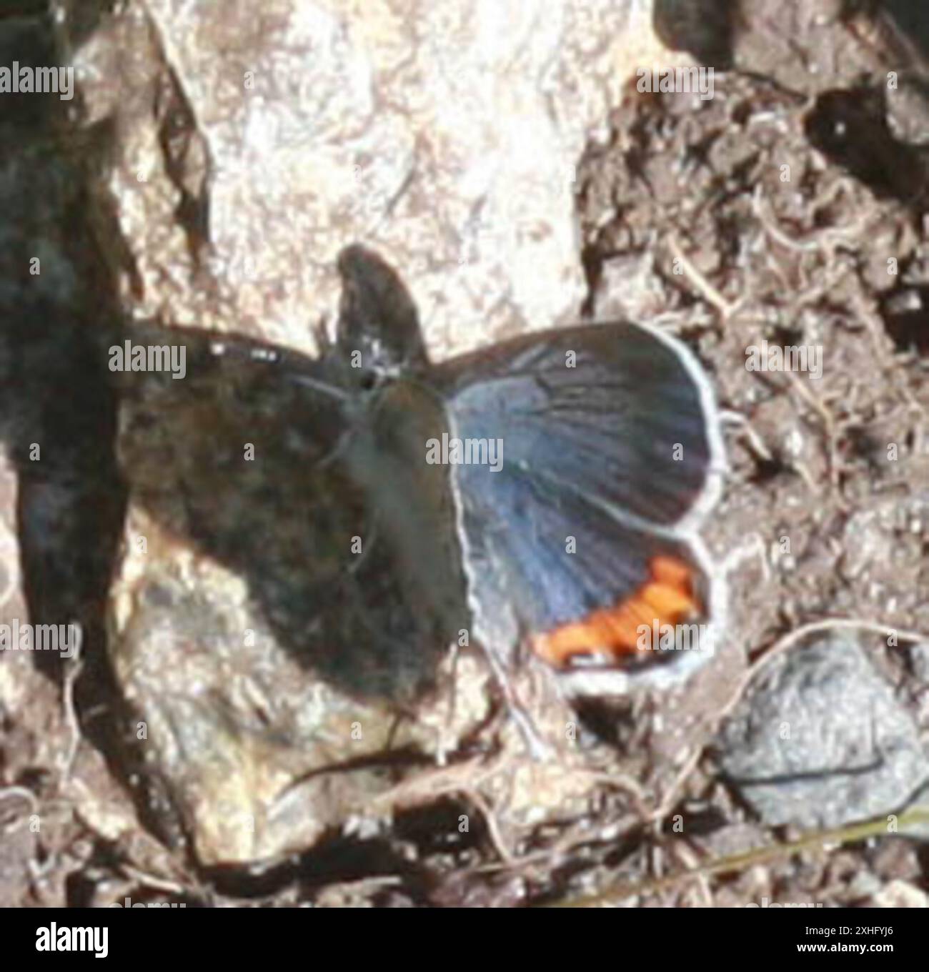 Acmon Blue (Icaricia acmon Stock Photo - Alamy