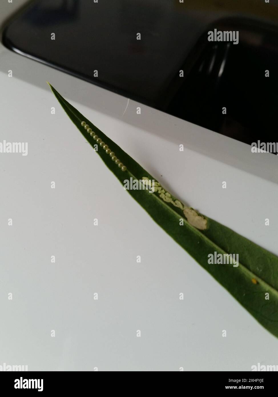 Winged and once winged insects hi-res stock photography and images - Alamy