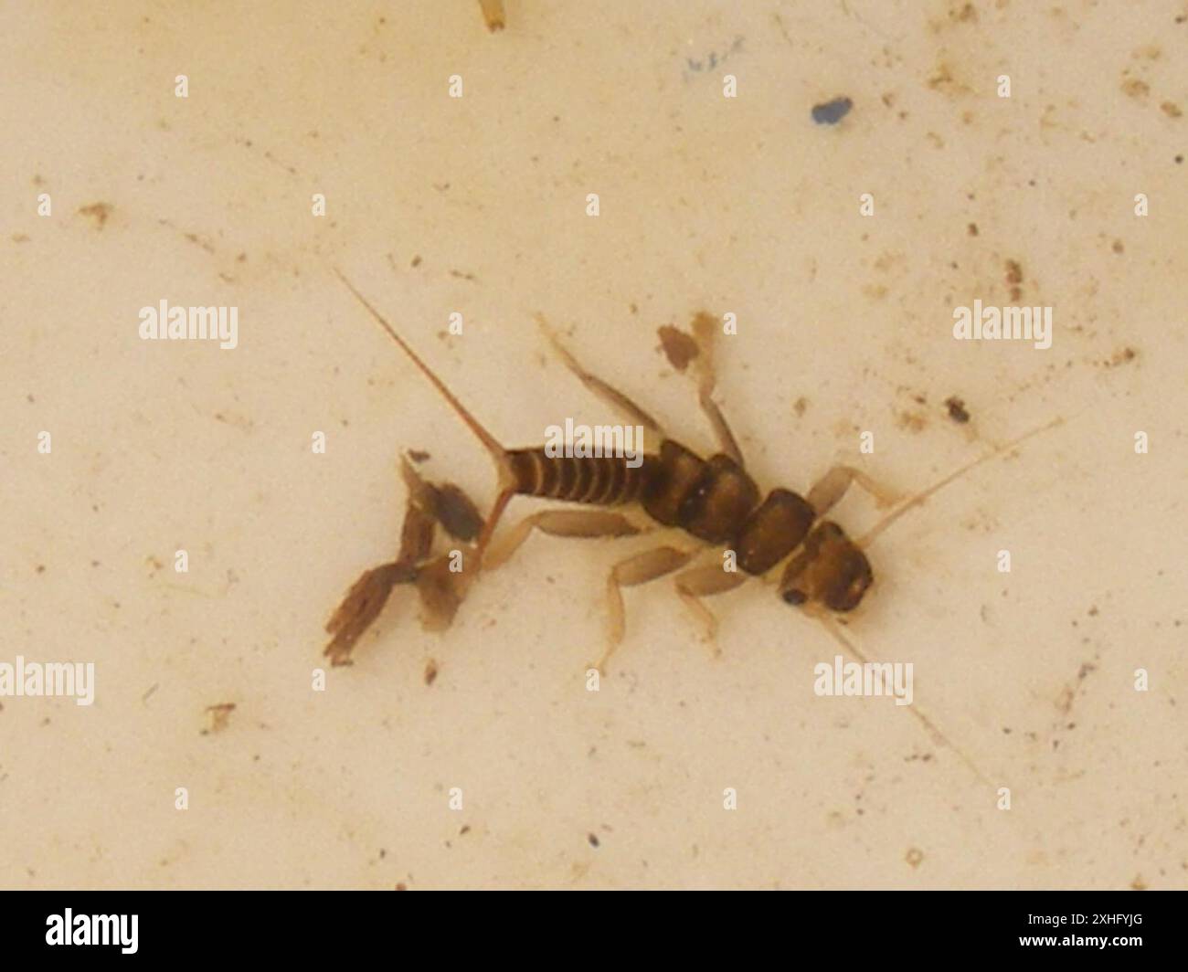 Tropical Stoneflies (Neoperla Stock Photo - Alamy